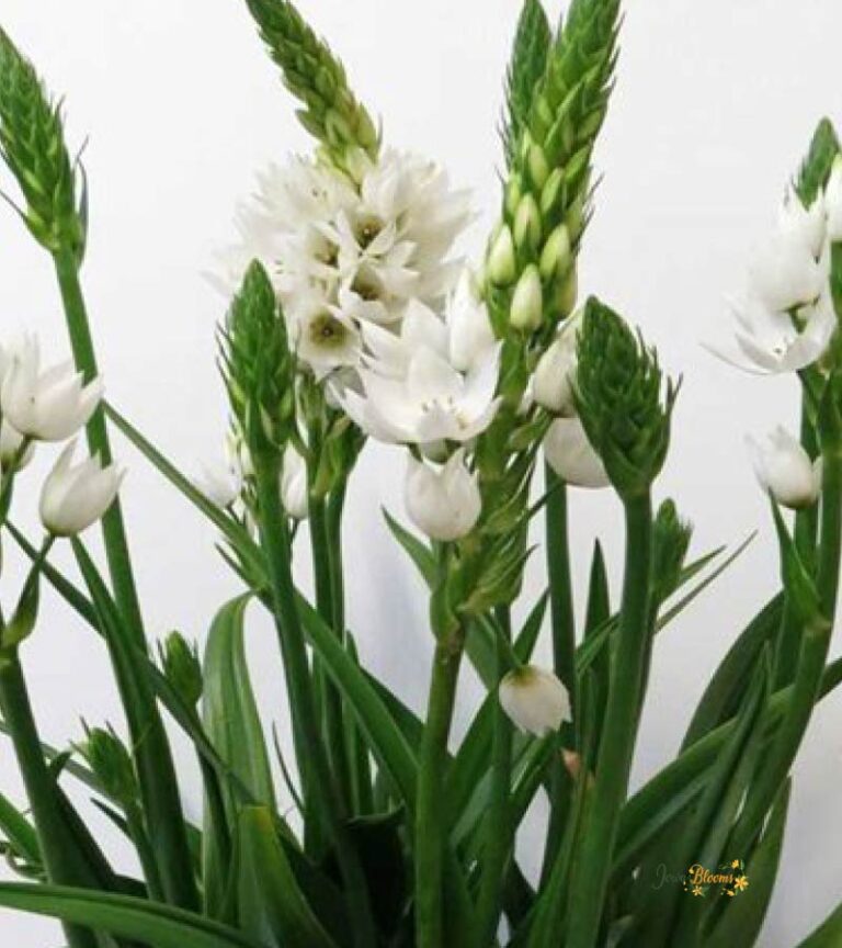 Jowa Blooms | Affordable export flowers and gifts in Kenya