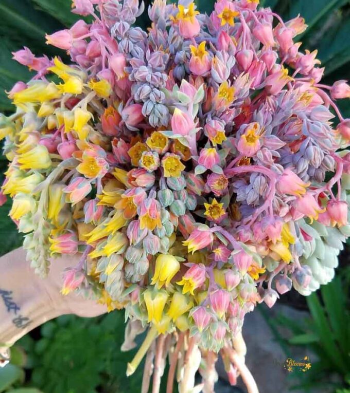 Ornis Flower - Jowa Blooms | Contact us +254722-239254