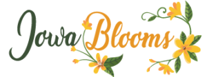 Jowa Blooms | Affordable export flowers and gifts in Kenya