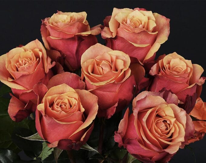 Jowa Blooms | Affordable export flowers and gifts in Kenya